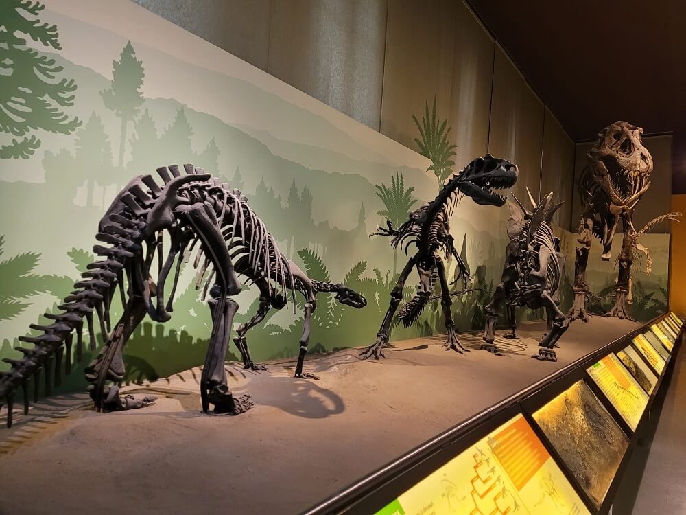 Visita al museo di storia naturale di Milano - il giro del mondo ...