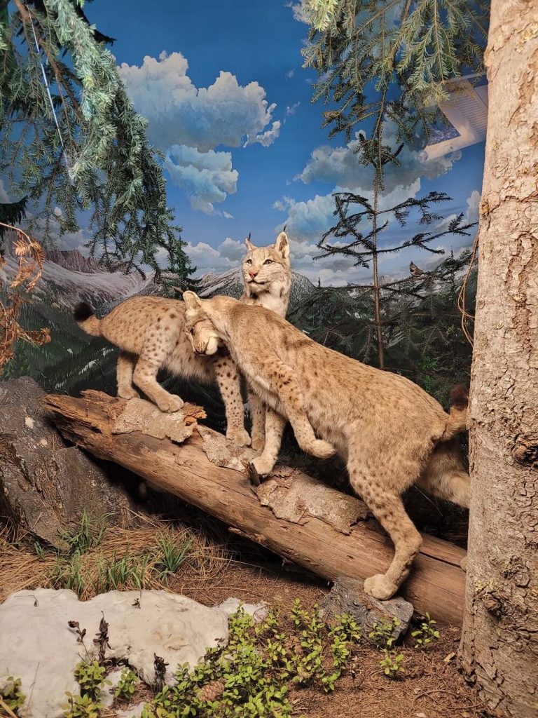 Visita al museo di storia naturale di Milano - il giro del mondo ...